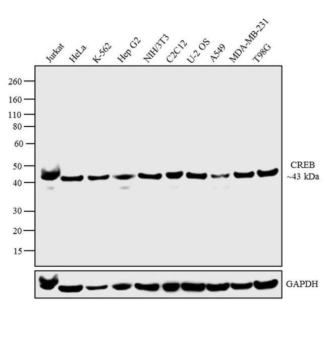 CREB Monoclonal Antibody (LB9) (MA1-083)