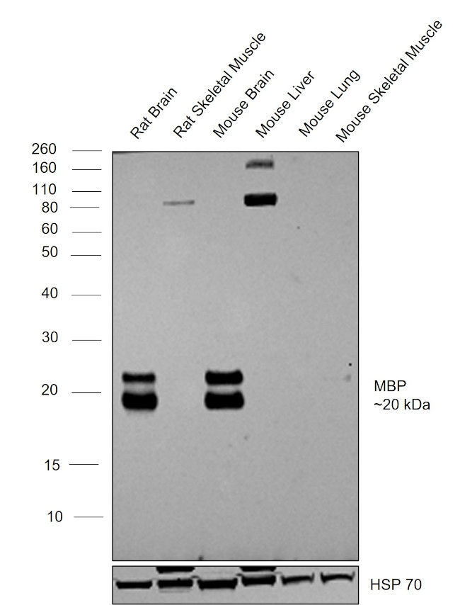 MBP Monoclonal Antibody (MBP101) (MA1-10837)