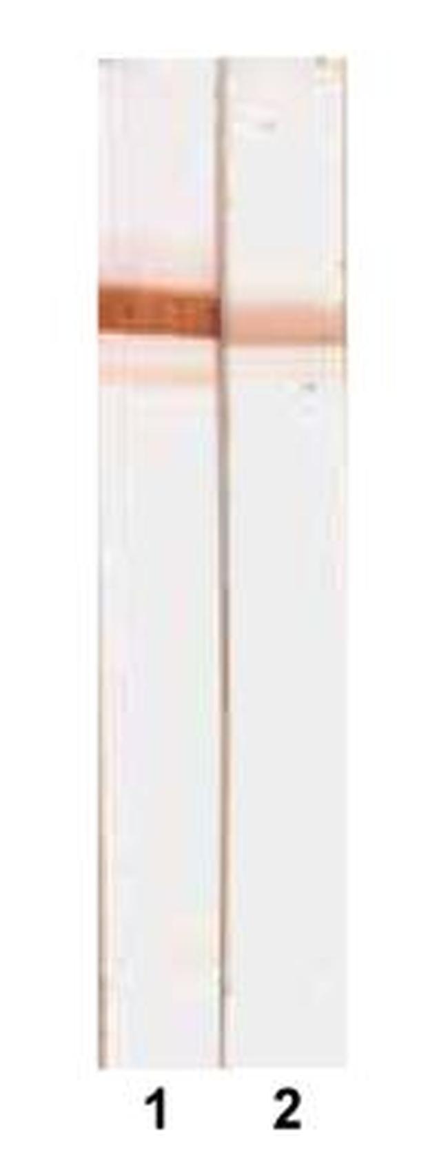 Human Serum Albumin Antibody (MA1-20127)