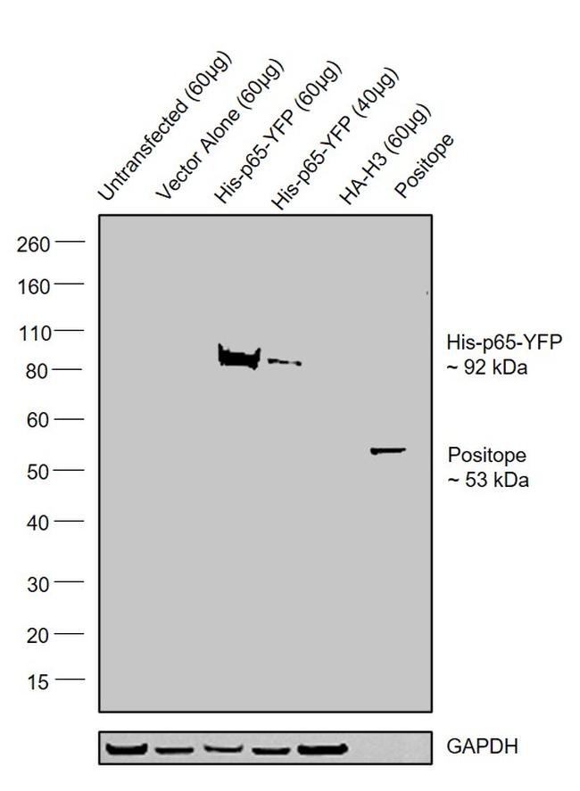 6x-His Tag Monoclonal Antibody (HIS.H8), DyLight™ 550 (MA1-21315-D550)