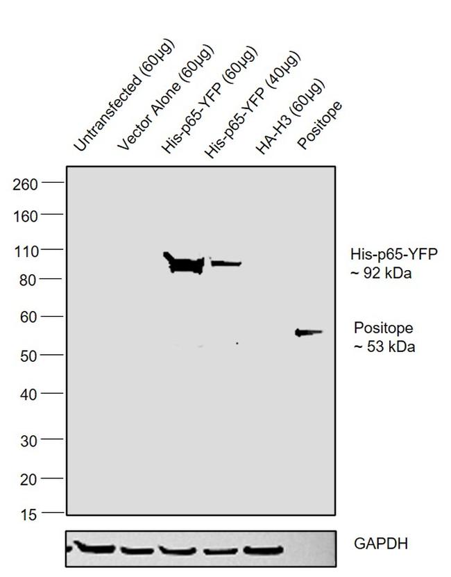 6x-His Tag Monoclonal Antibody (HIS.H8), DyLight™ 680 (MA1-21315-D680)