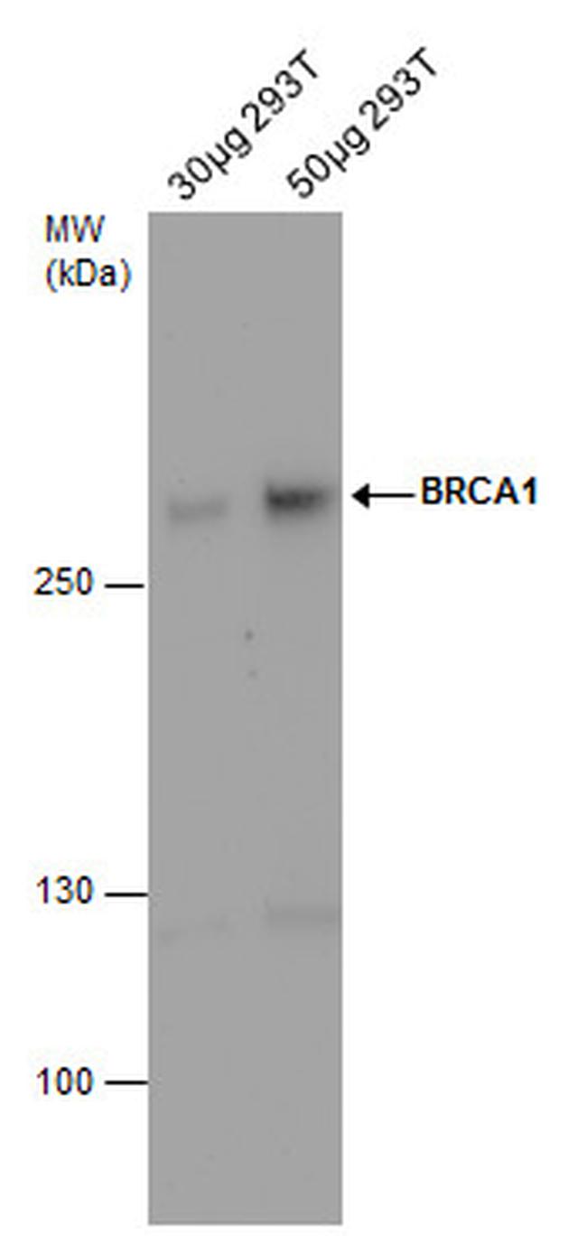 BRCA1 Antibody (MA1-23164)