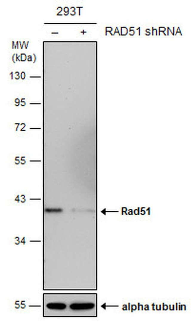 RAD51 Antibody (MA1-23271)