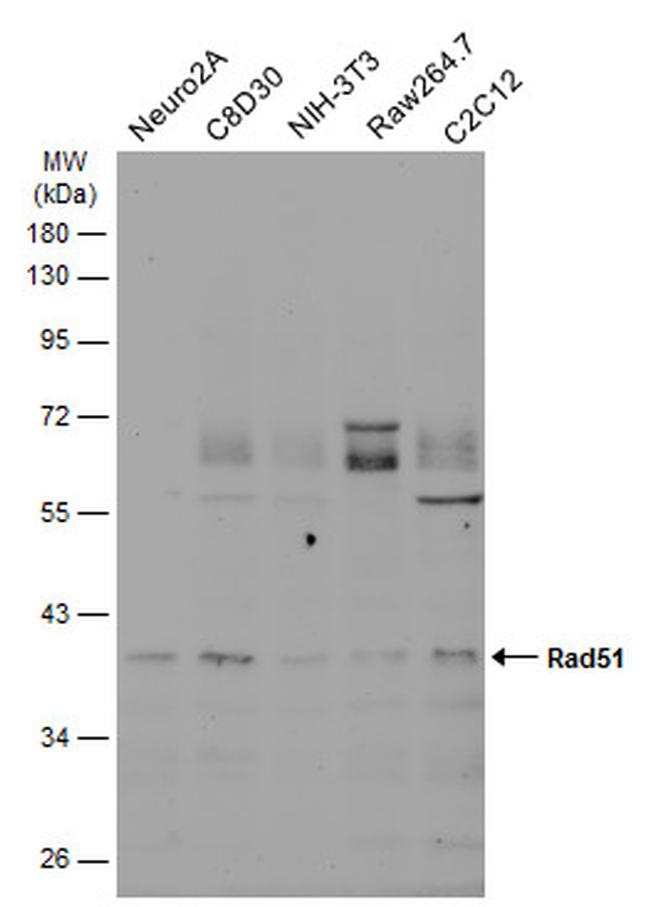 RAD51 Antibody (MA1-23271)