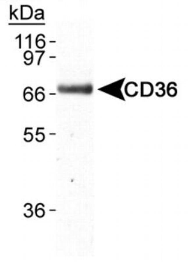 CD36 Antibody (MA1-46000)