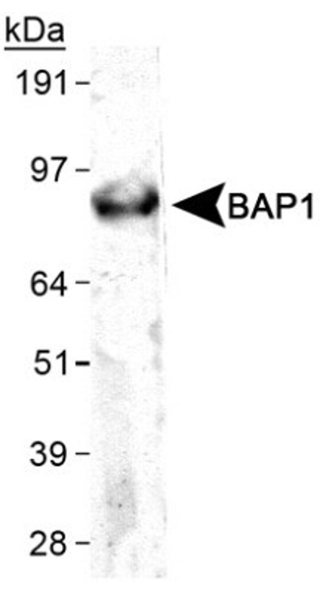 BAP1 Antibody (MA1-46087)