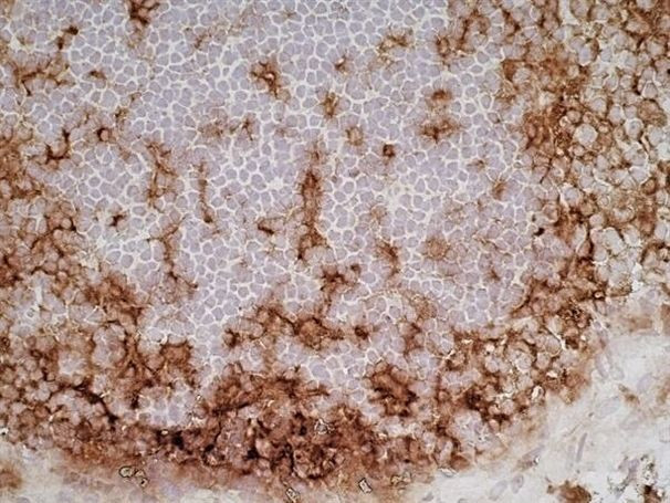 CD11b/c Antibody (MA1-90756)