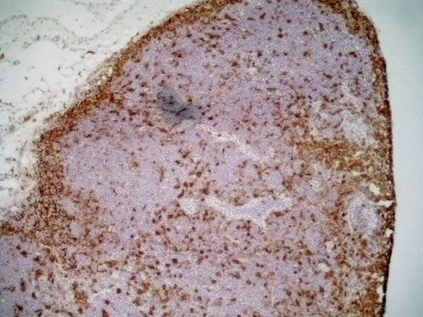 CD11b/c Antibody (MA1-90756)