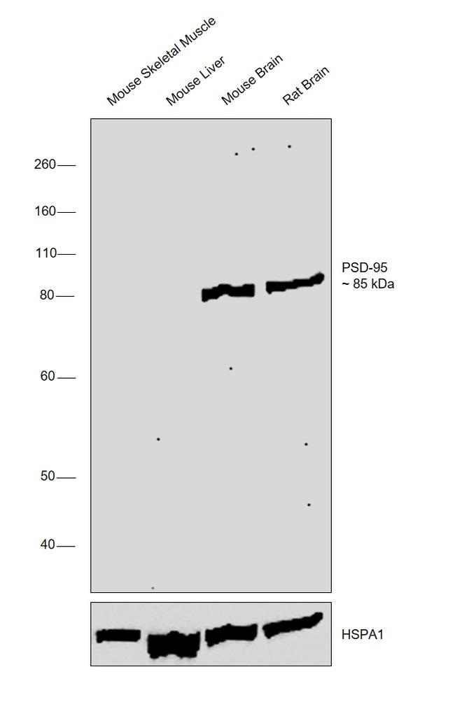 PSD-95 Monoclonal Antibody (6G6-1C9) (MA1-045)