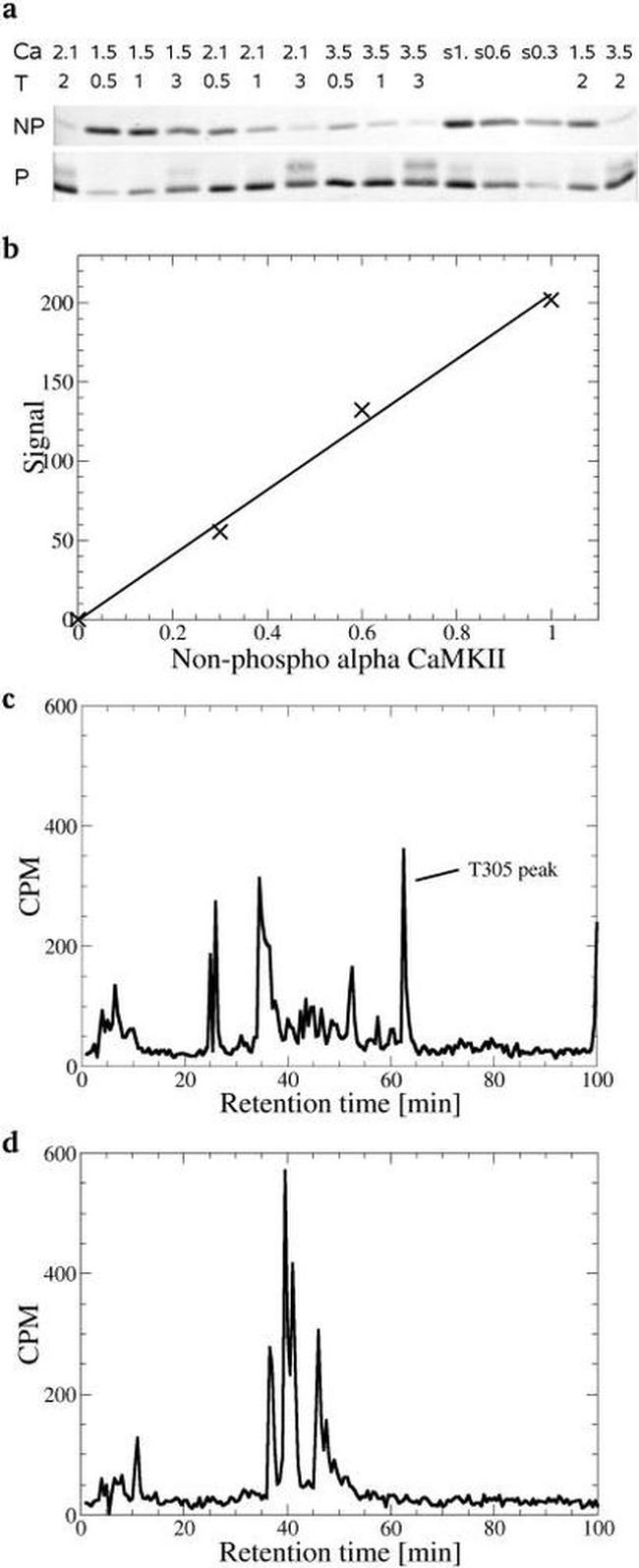 Phospho-CaMKII alpha (Thr286) Antibody (MA1-047)