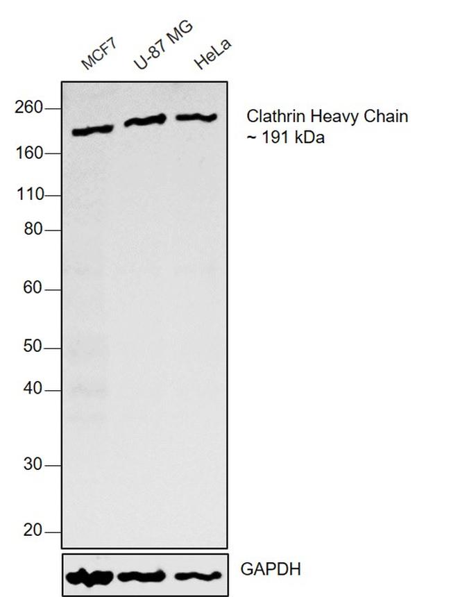 Clathrin Heavy Chain Monoclonal Antibody (X22) (MA1-065)
