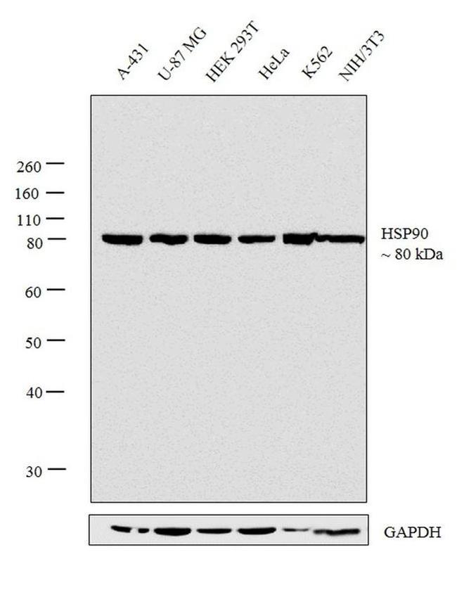 HSP90 Monoclonal Antibody (MBH90AB) (MA1-10372)