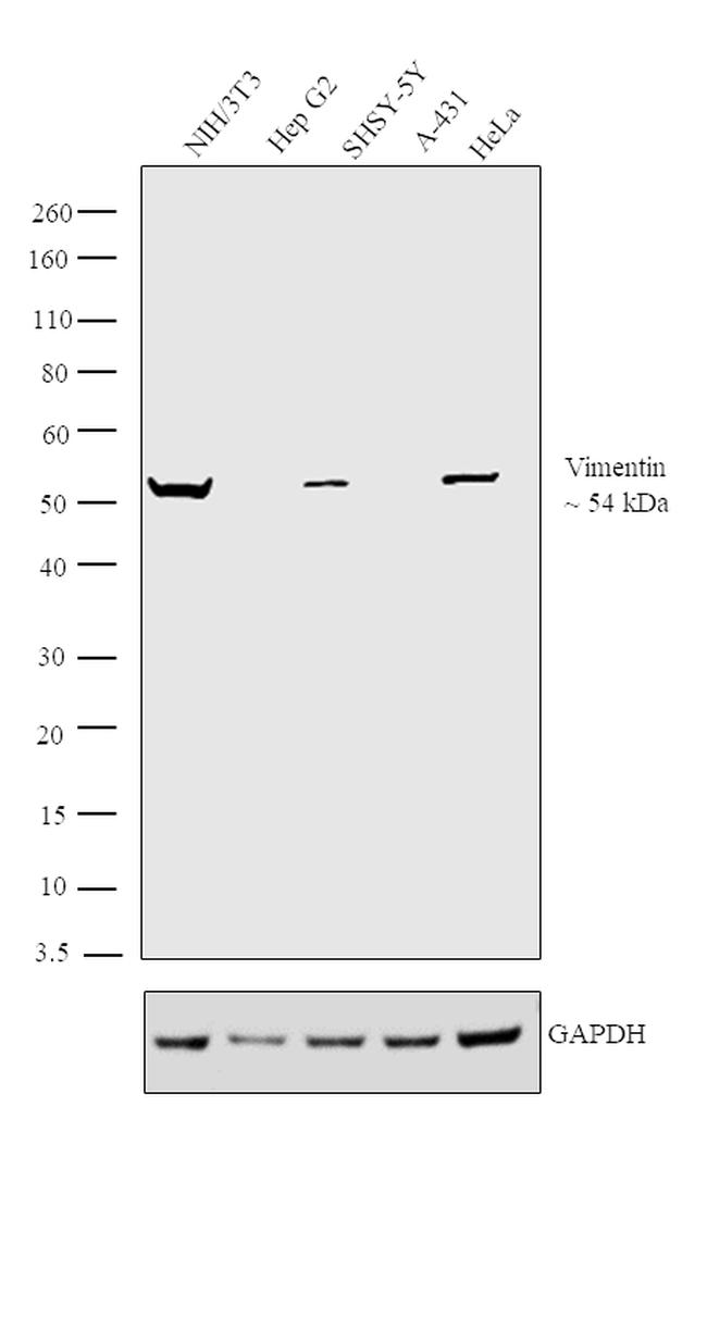 Vimentin Monoclonal Antibody (VI-10) (MA1-10459)
