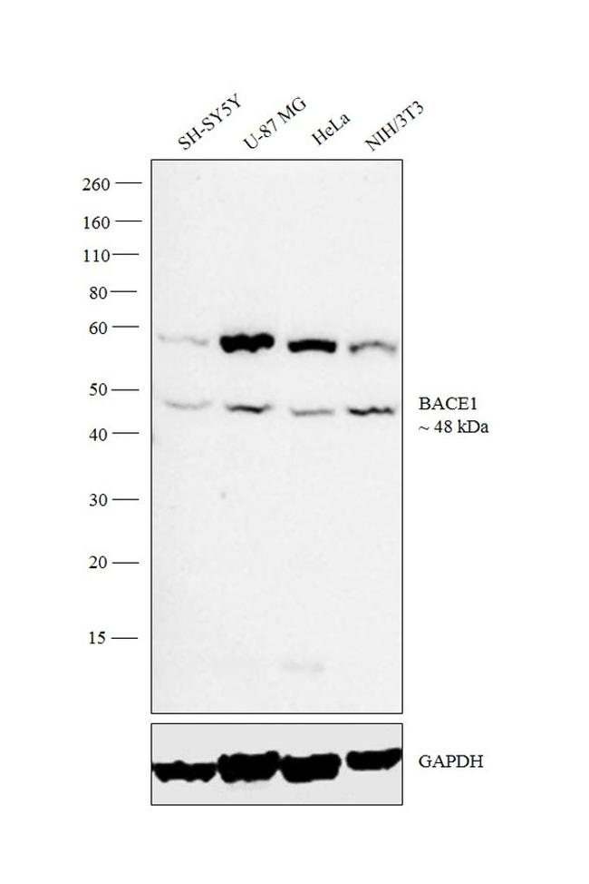 BACE1 Monoclonal Antibody (3C1C3) (MA1-177)