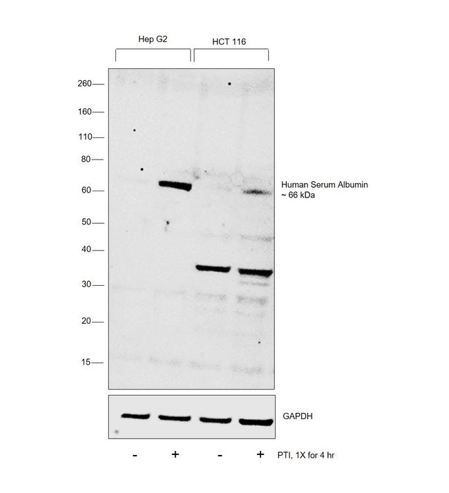 Human Serum Albumin Antibody (MA1-20127)