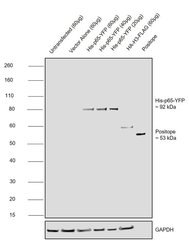 6x-His Tag Monoclonal Antibody (HIS.H8), Biotin (MA1-21315-BTIN)