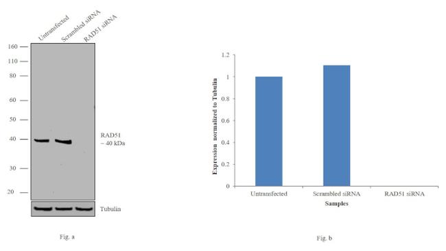 RAD51 Antibody (MA1-23271)