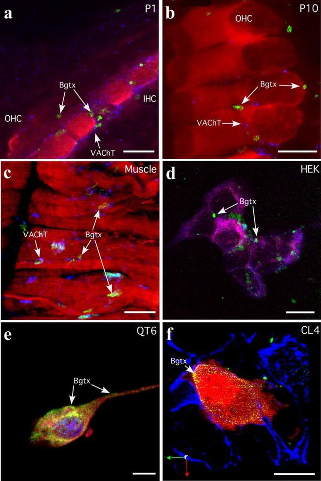 RAPSN Monoclonal Antibody (1234) (MA1-746)