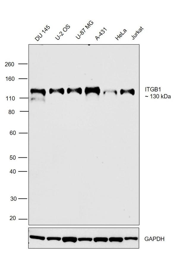 ITGB1 Monoclonal Antibody (12G10) (MA1-80764)