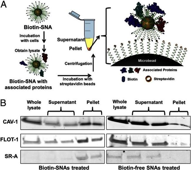 CD204 Antibody, FITC (MA1-81060)