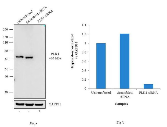 PLK1 Antibody (MA1-848)