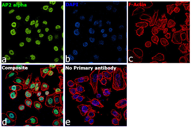 AP2 alpha Antibody (MA1-872)