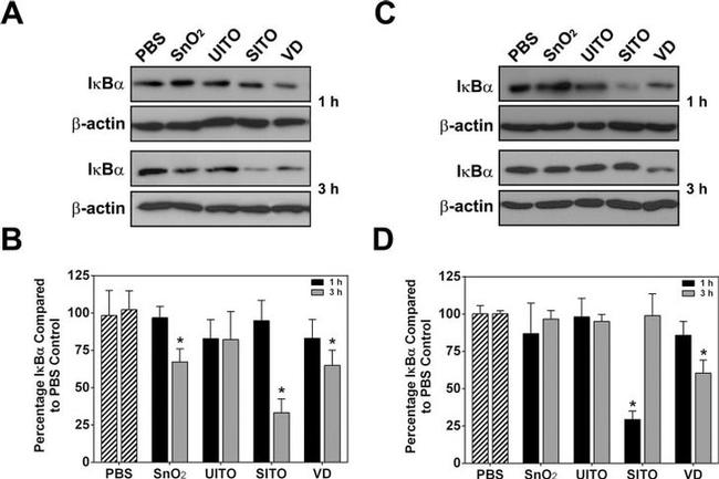 beta Actin Antibody (MA1-91399)