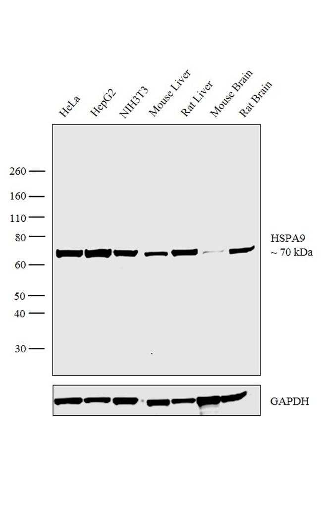 HSPA9 Monoclonal Antibody (30A5) (MA1-91639)