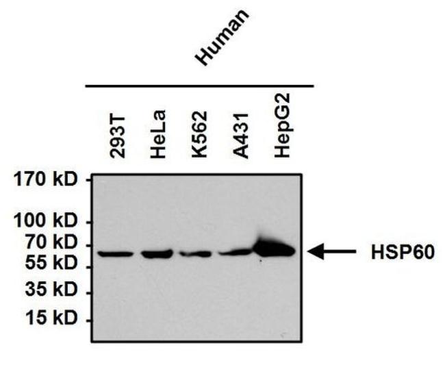 HSP60 Antibody (MA3-012)