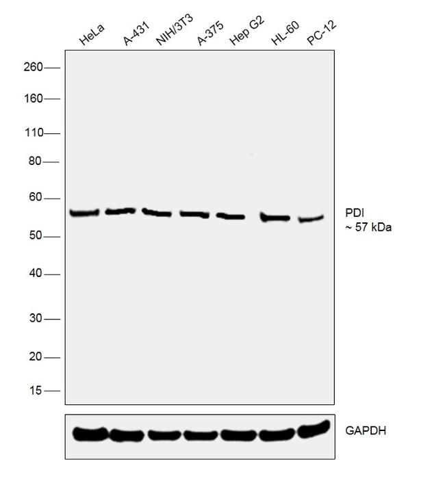 PDI Antibody (MA3-019)