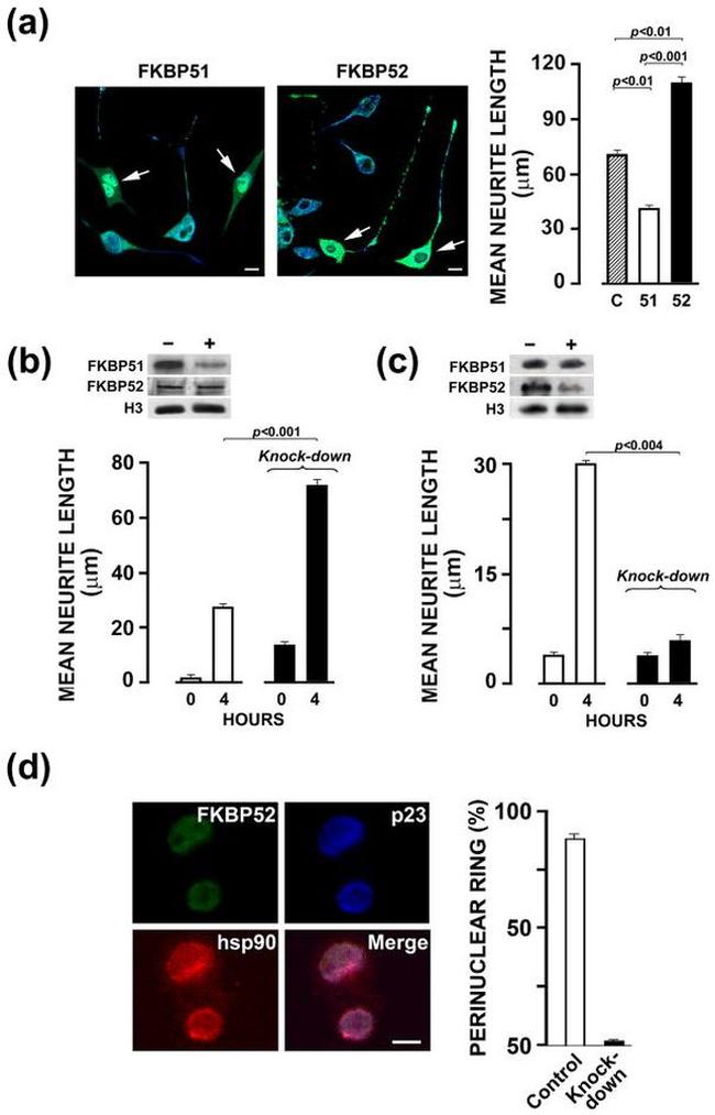 FKBP5 Antibody (PA1-020)