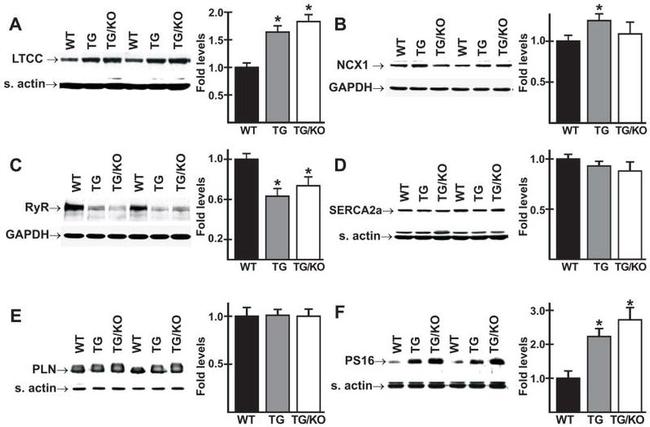 CACNA2D1 Antibody (MA3-921)