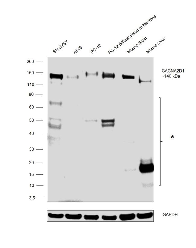 CACNA2D1 Monoclonal Antibody (20A) (MA3-921)