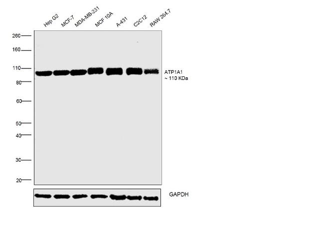 ATP1A1 Monoclonal Antibody (M7-PB-E9) (MA3-928)