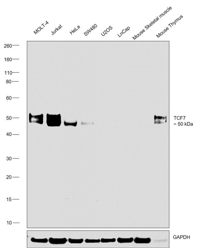 TCF7 Monoclonal Antibody (C.725.7) (MA5-14965)