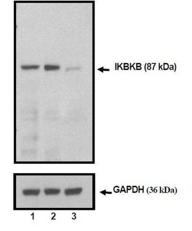 IKK beta Antibody (MA5-15080)
