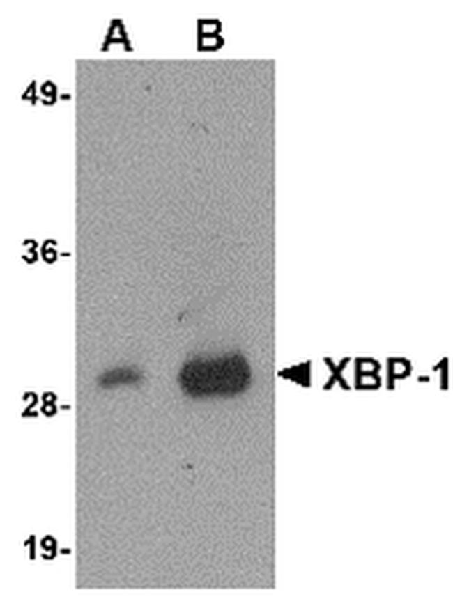 XBP1 Antibody (MA5-15768)