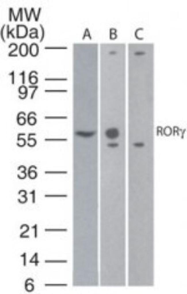 ROR gamma Monoclonal Antibody (4G419) (MA5-16227)