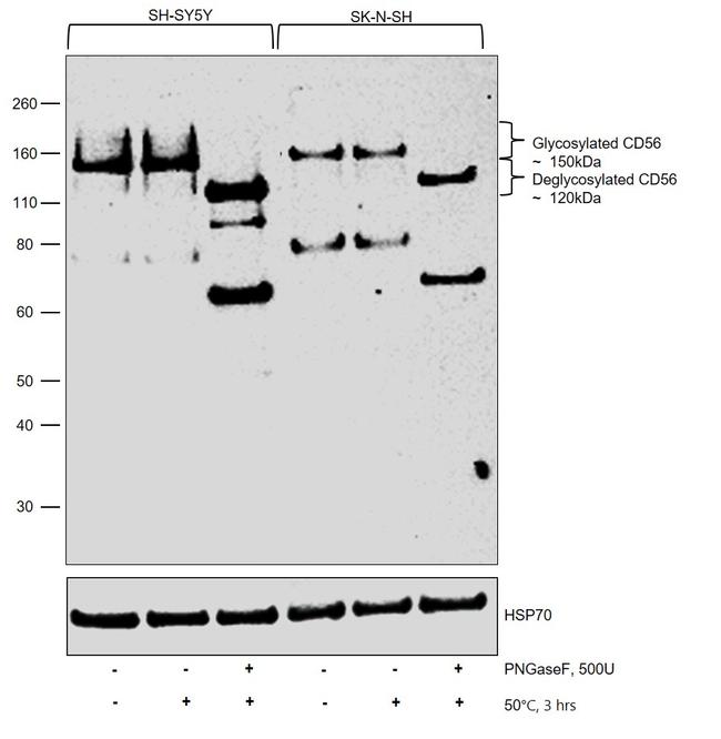 CD56 Antibody (MA5-16446)