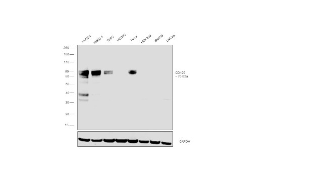 CD105 Monoclonal Antibody (3A9) (MA5-17041)