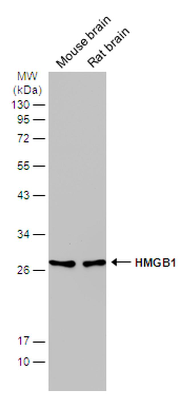 HMGB1 Antibody (MA5-17278)