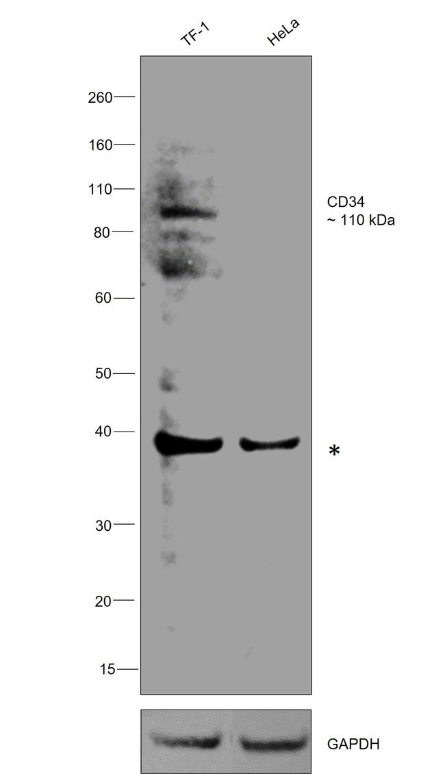 CD34 Monoclonal Antibody (QBEND/10) (MA5-18091)