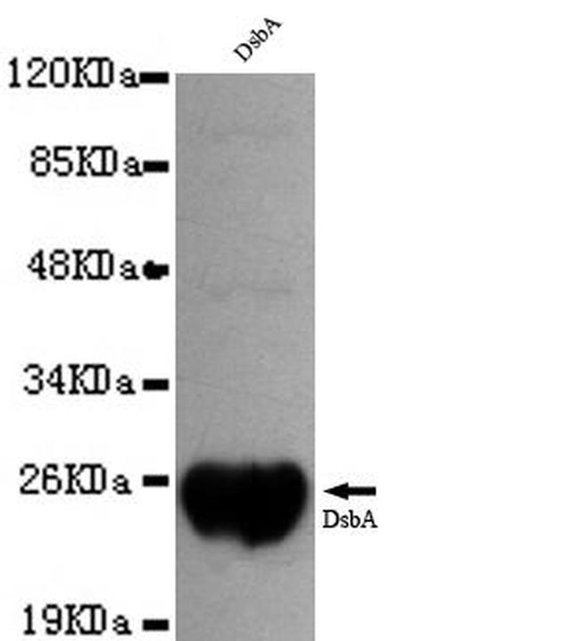 DsbA Monoclonal Antibody (8A10) (MA5-18312)
