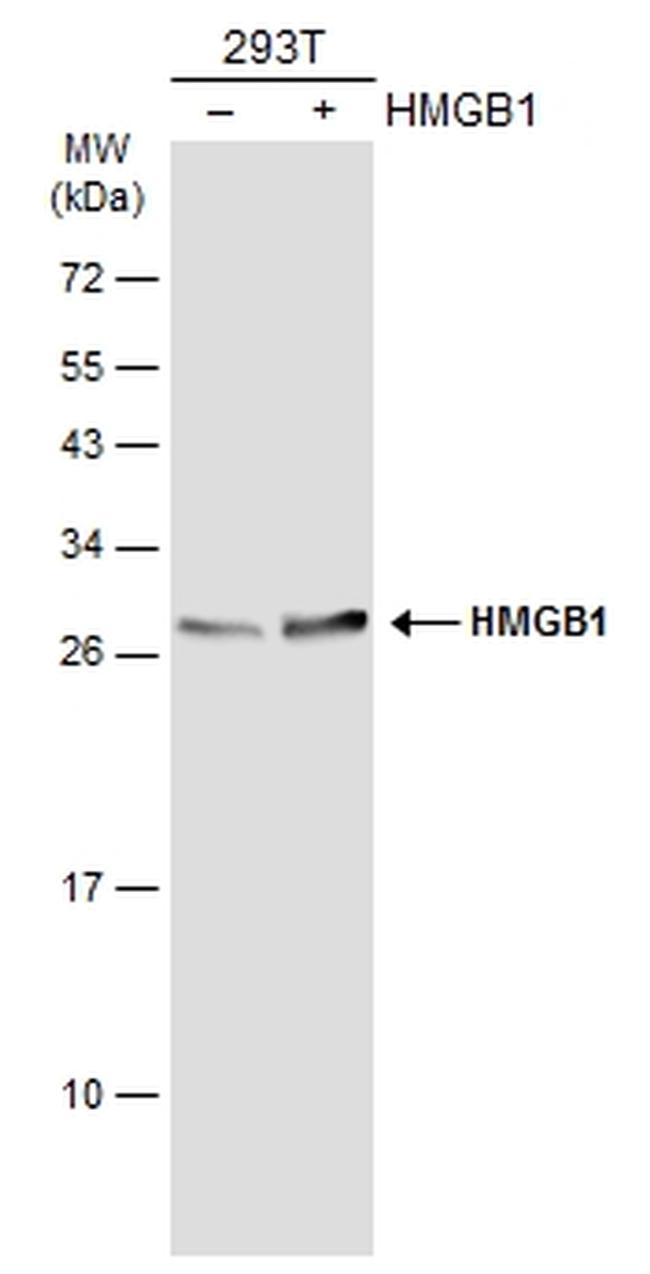 HMGB1 Antibody (MA5-27755)