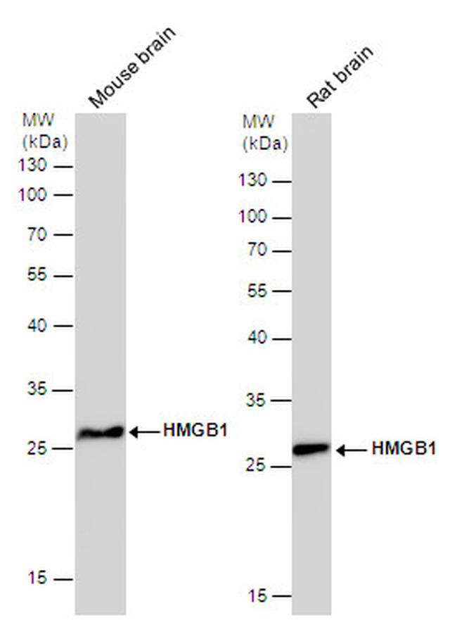 HMGB1 Antibody (MA5-27755)