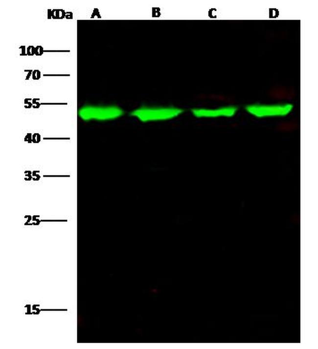 ENO3 Monoclonal Antibody (02) (MA5-29238)