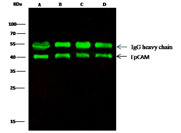 EpCAM Recombinant Monoclonal Antibody (28) (MA5-29246)