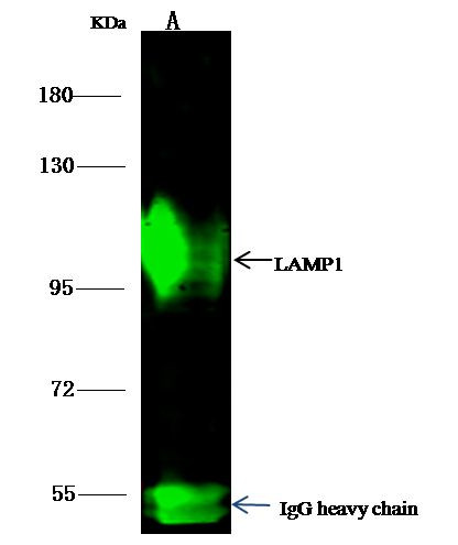 LAMP1 Antibody (MA5-29385)