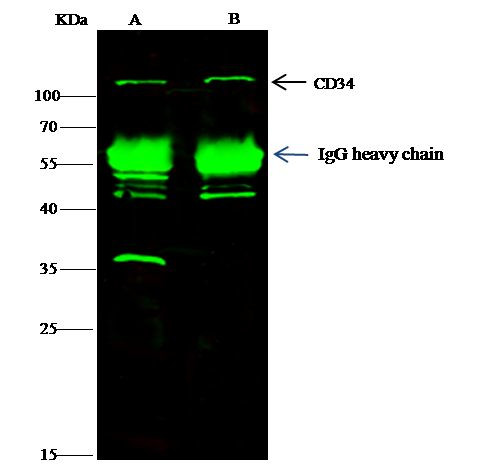CD34 Recombinant Monoclonal Antibody (013) (MA5-29674)