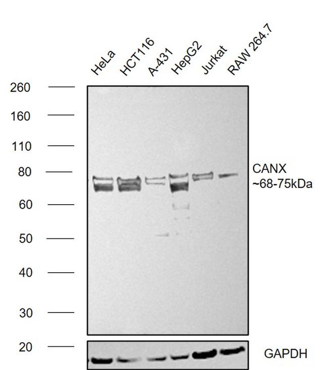 Calnexin Monoclonal Antibody (GT1563) (MA5-31501)